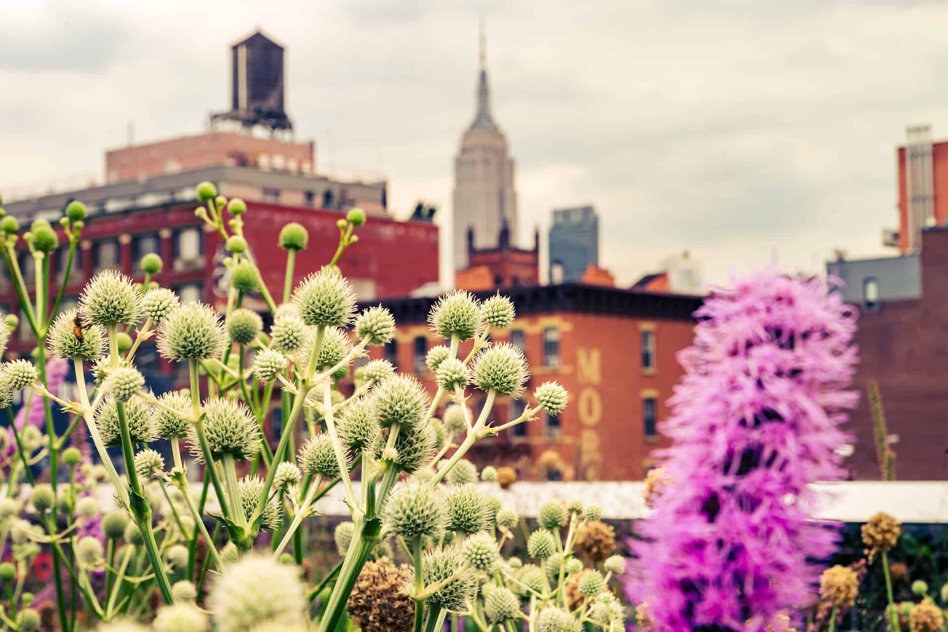 La High Line, une promenade incontournable à New York